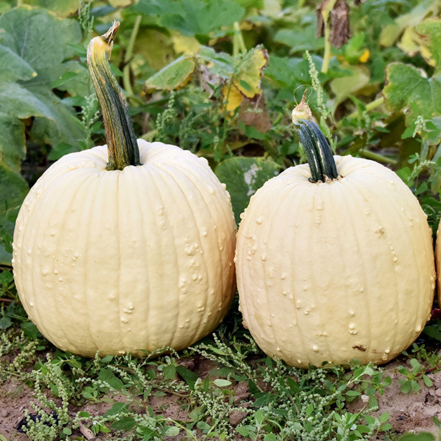126830005025 Harris Seeds, Pumpkin Specter F1 FarMore Treatment / 250 Seeds