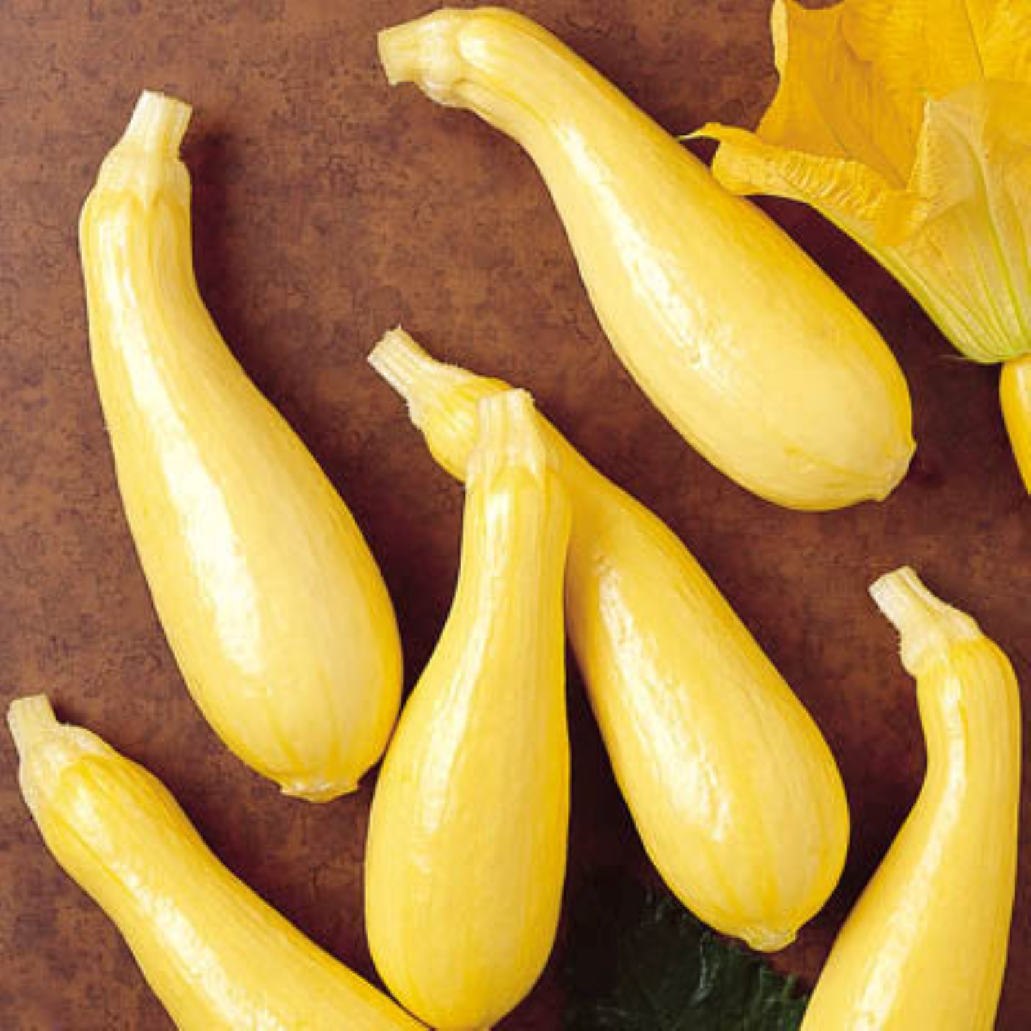8090001025 Harris Seeds, Squash Cougar F1 Treated / 250 Seeds